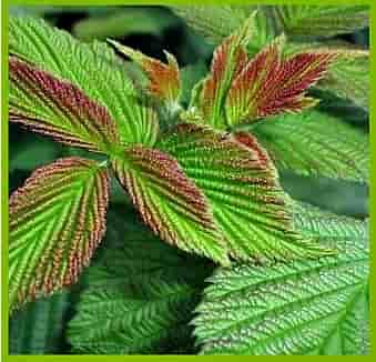 Листья малины: лечебные свойства и противопоказания для женщин